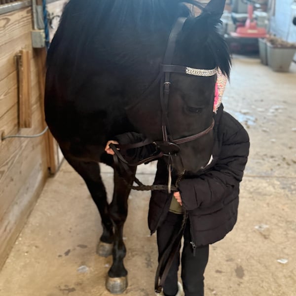 Anatomical Working Hunter Leather Bridle Cavesson Padded Cutaway ...