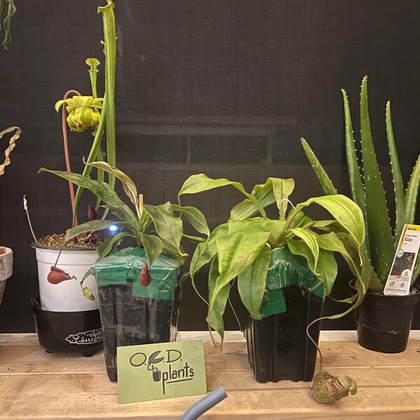 Xyris Difformis Bog Yellow-eyed-grass - Etsy