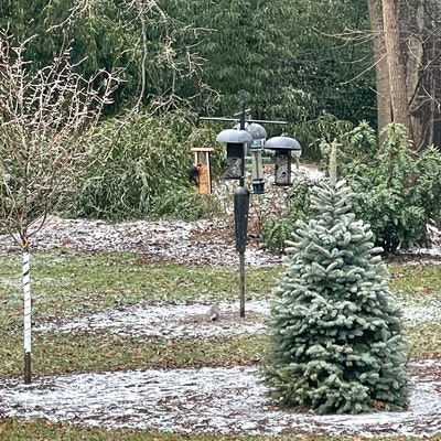 Gilwood Slot Box Bluebird House - Etsy