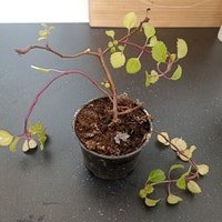 Purple Heart Tradescantia Pallida 'pale Puma' Two Rootless Cuttings ...