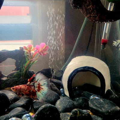 Ceramic Pointed Fish Cave MADE TO ORDER Aquarium Decoration Under the ...