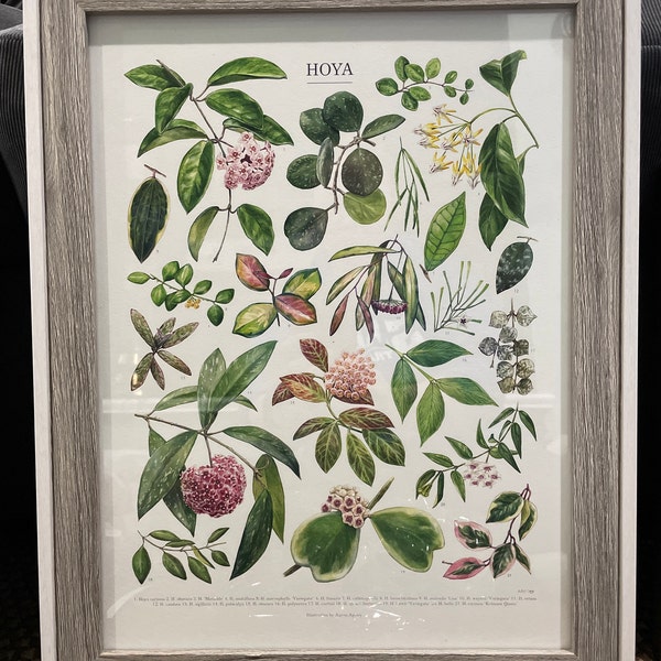Hoya Species Print • Houseplant Varieties ID Chart Featuring 21 ...