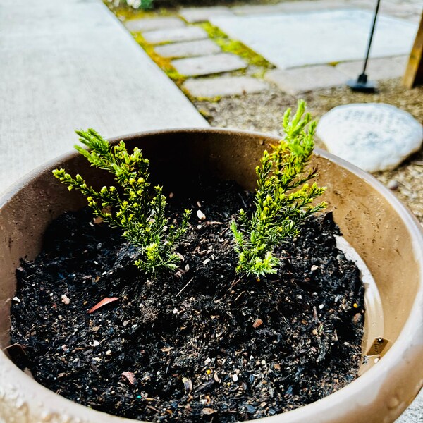 Piñon Pine | Tree Seed Grow Kit | the Jonsteen Company - Etsy