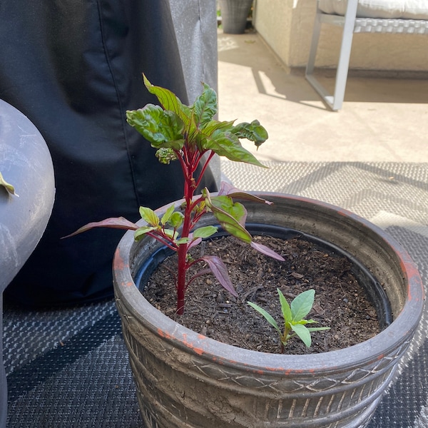 100 Pcs Celosia Plumosa Mix Seeds- Plumosa Argentia AKA Plumed ...