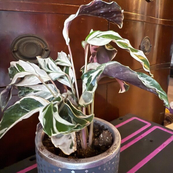 Chester Fern Starter Plant (ALL STARTER PLANTS Require You to Purchase ...