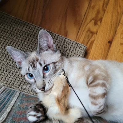 Bouncy Ball Real Rabbit Fur String Cat Toy - Etsy