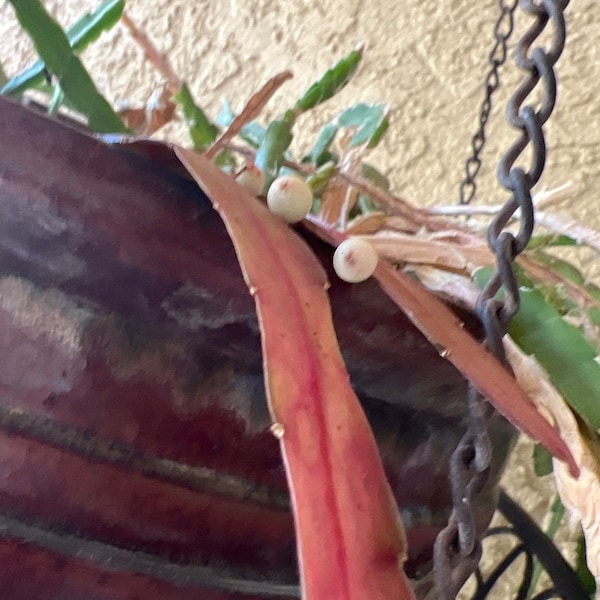 Six (6) Cuttings of Red Cactus Full Sun Plant Stays Red All Year ...