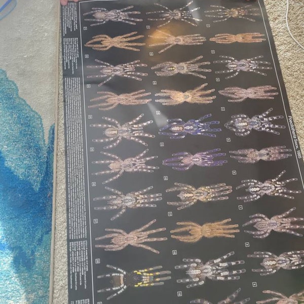 Poecilotheria Tarantula Genus 24×36 Poster - Etsy UK