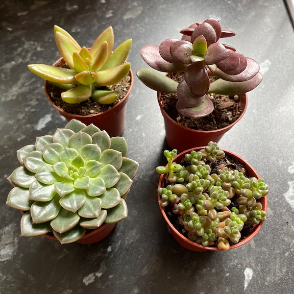 Small Succulent Plants • Random Succulents • 5cm Pots • Open Terrarium ...