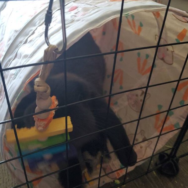 Bunny Buddy Fling Toy - Toy for Bunny Rabbits A - Etsy