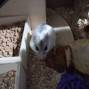 Hamster Activity Box Spring Garden Forage Chew Dig Enrichment Toys ...