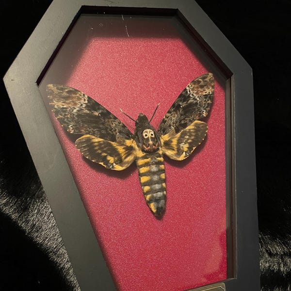 Real Framed Green Rhomborhina Scarab Beetle Bug Insect Shadow Box ...