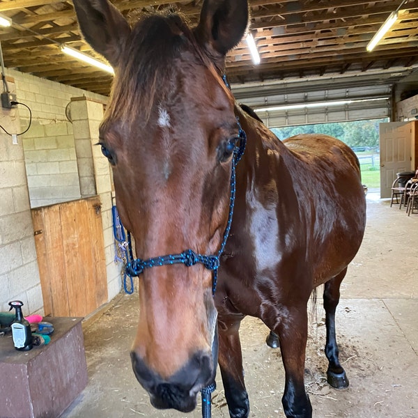 Custom Rope Halter & 12 Foot Attached Lead Rope, Yacht Rope Halter ...