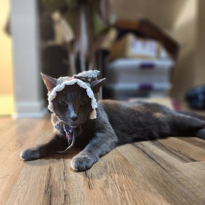 Apple Hat for Cats - Etsy