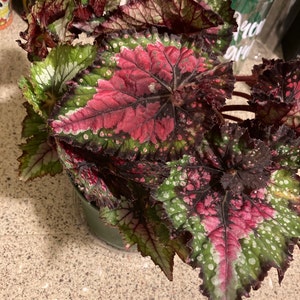 Jurassic™ Rex Begonia 'watermelon' - Etsy