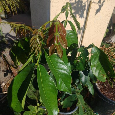 4 Inch Live Potted light Pink Kalanchoe Calandiva Double Blooms-rare ...