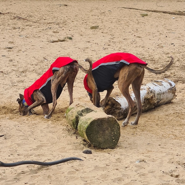 Greyhound Ring - Whippet Ring - Running Sighthound - Galgo Jewelry ...