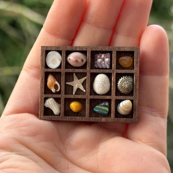 100 Baby Sea Shell Mix, Small Shells, Tiny Beach Finds, Mini Shells ...