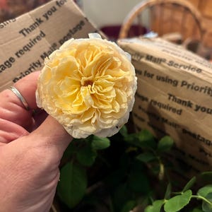 Rare New Rose. Red Juicy Terrazza. 红果汁flower Machine. Continue Blooming ...