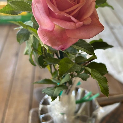 CAROLINA JASMINE Fragrant Swamp Jessamine Yellow Spring Flowering Vine ...