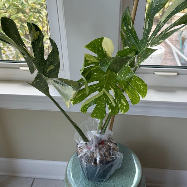 Mican Philodendron Velvet Leaf Philo Indoor & Outdoor Live Tropical ...