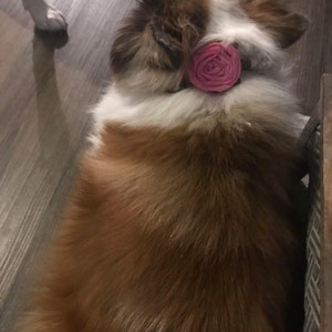 Rifle Paper Co Print Dog Collars 9 Cute Floral Trendy Patterns No ...