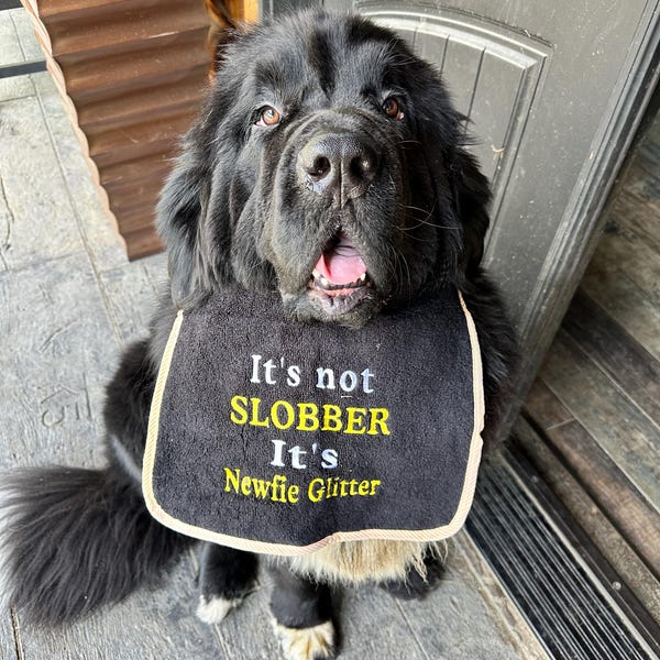 Drool Dog Slobber Bib With 'hey You Doing' Message - Double Protection ...