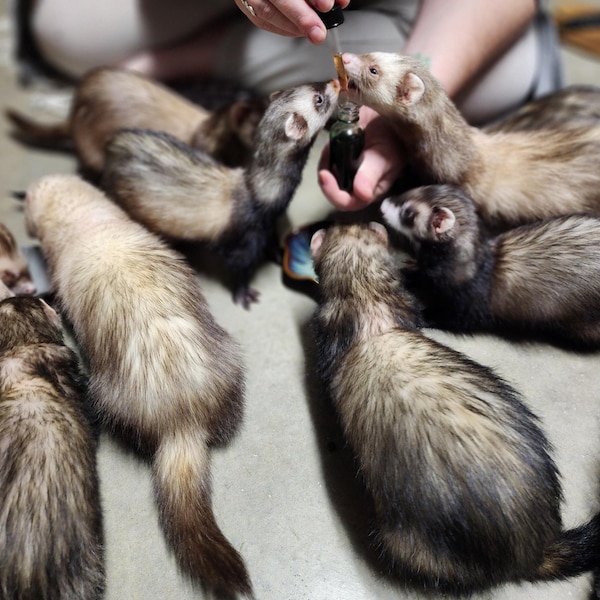 Ferret Emergency Chart and Health Medical Kit List Laminated Quick ...