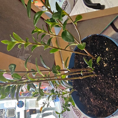 Blushing Bride Tradescantia Houseplants Live Plant in Pot Indoor 2.5 ...