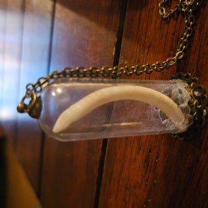 Mummified Scorpion Shadow Box - Etsy