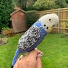 Parakeet Knit Kit Sparky the Budgie Knit Kit Cute Parakeet - Etsy