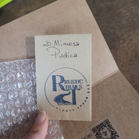 Buckley Yucca, Yucca Constricta, Soapweed - Organic - Heirloom Non GMO ...