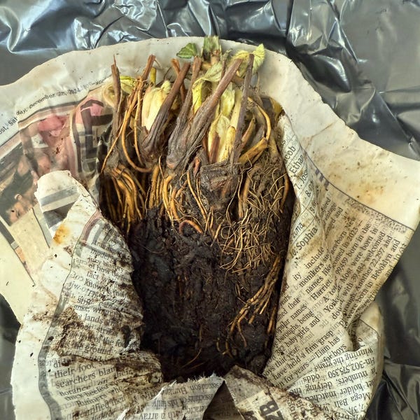 6 Bulbs Leucojum Aestivum-summer Snowflake (pack of 6 Lrg Bulbs ...