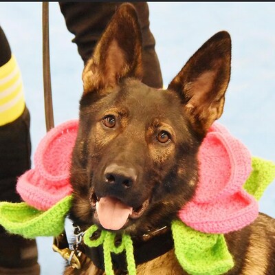 Dog Costume, Dog Collar, Blooming Flower Halloween Costume, Dog Clothes ...