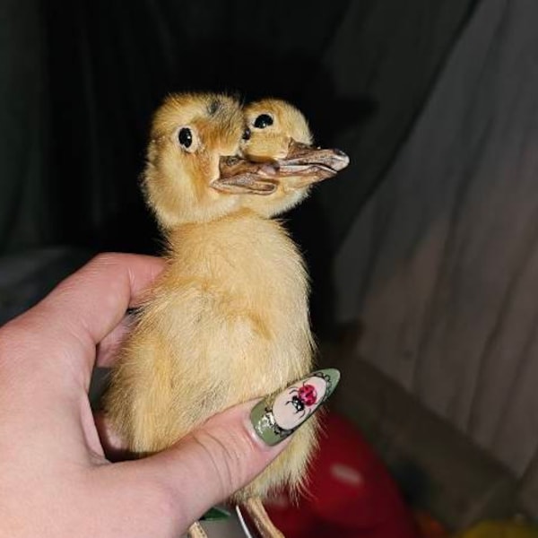 Taxidermy Rabbit,real Taxidermy Rabbit,oddity Home Decor,cute Rabbit ...