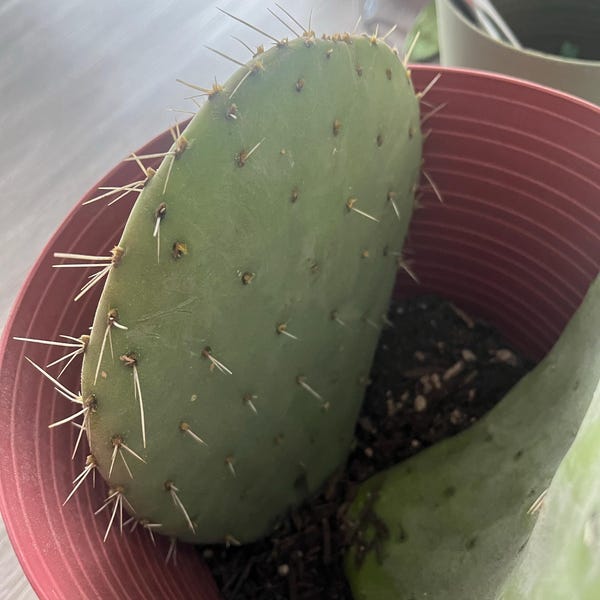 Opuntia Joconostle | Edible Fruit | Xoconostle Cacti | Various Sizes ...