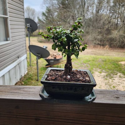 Variegated Mini Jade Bonsai Start Portulacaria Afra Grown in an 8 Pot ...