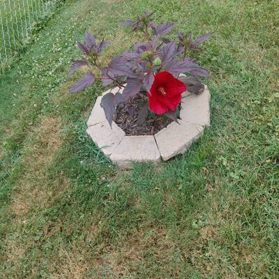 Canna Patens Indica Red and Gold Indian Shot 5 Seeds - Etsy