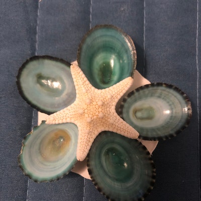 25 to 500 Limpet Shells Seashells Aqua Blue Teal Green Limpet Small ...