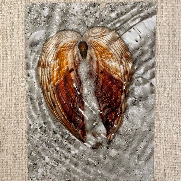 Seashell Photography, Shell Photo, Beach Decor, Fine Art Print, Coastal ...