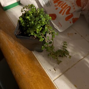 Begonia monica | Etsy