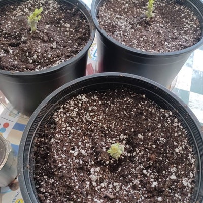 3 Merritt Tree Collard Cuttings - Etsy