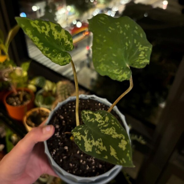 Alocasia Hilo Beauty Starter Plant.*** Please Note All Starter Plants ...