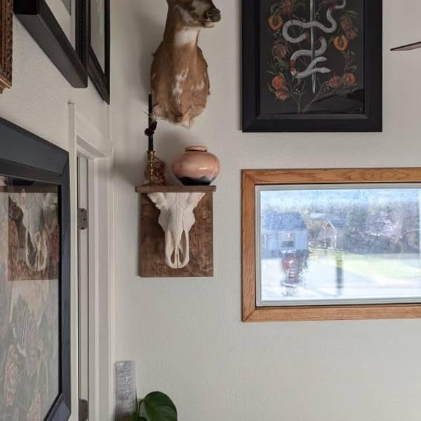 Taxidermy, a Pair, of X - X Mating Stoat or Long-tailed Weasels ...