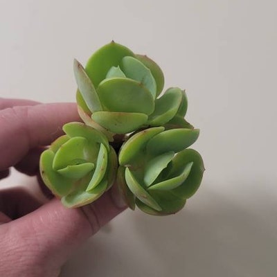 Echeveria Caviar/ Pachyphytum Caviar Imported Succulent - Etsy