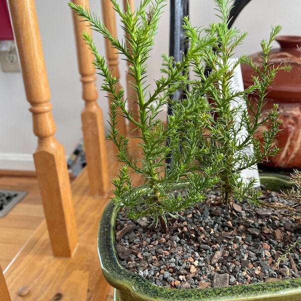 3 Giant Sequoia Trees - California Redwood - Potted - 3" - 5" Tall ...
