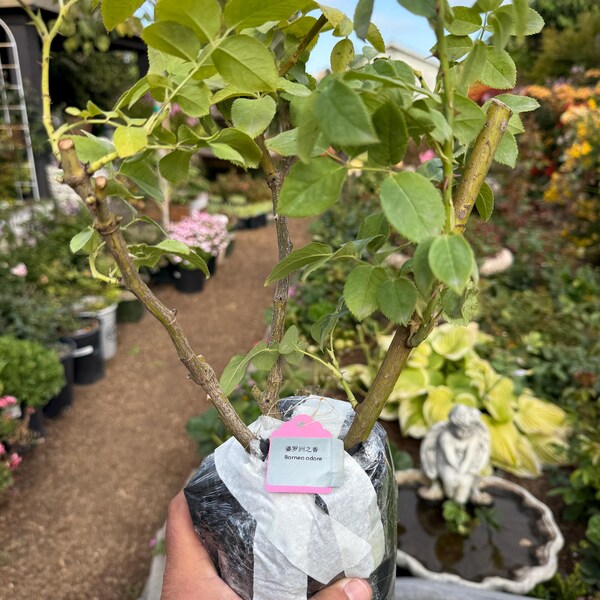 Rare New Rose. Red Juicy Terrazza. 红果汁，flower Machine. Continue ...