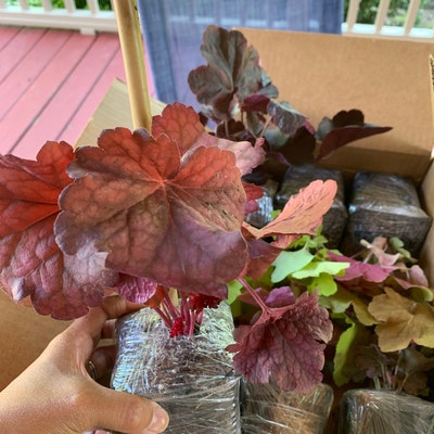 Mixed Heuchera in 3.5 Inch Pots, You Choose Amount We Send Out Whatever ...