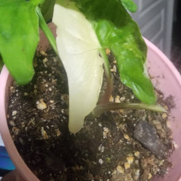Philodendron Pink Princess 6" Potted Plant - Etsy