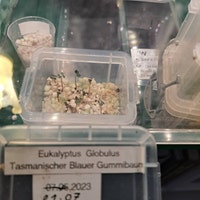 Magnolia Champaca Joy Perfume Tree 5 Seeds - Etsy Canada